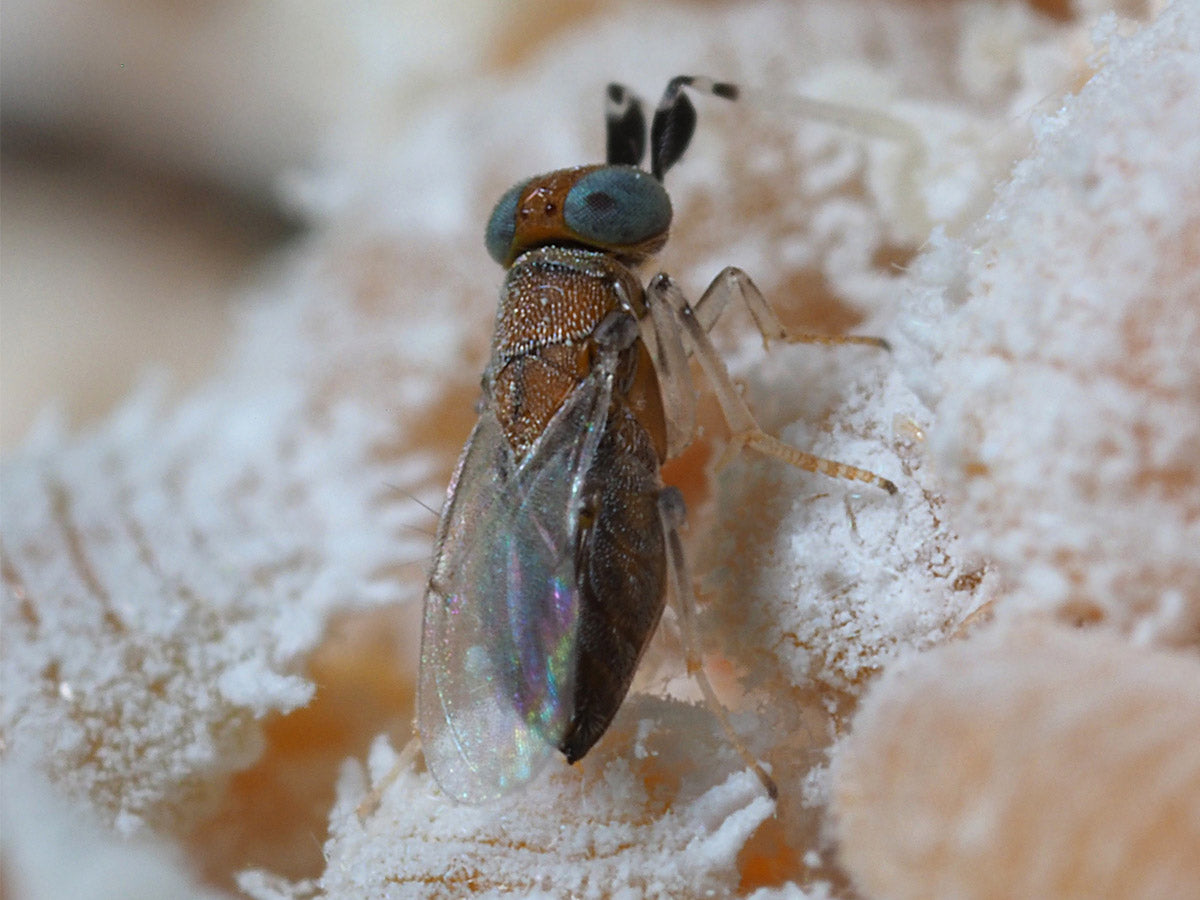 Anagyrus-System – Agralan Growers