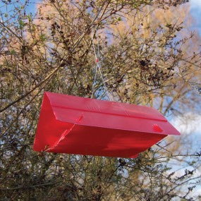 Summer Fruit Tortrix Delta Trap (Adoxophyes orana) – Agralan Growers